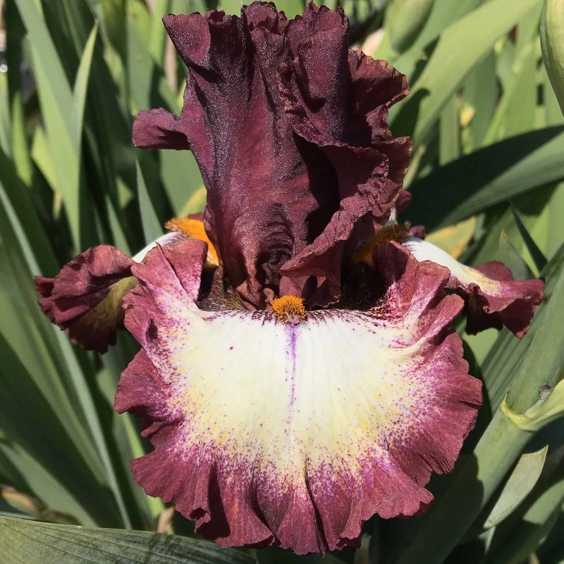 iris_tb