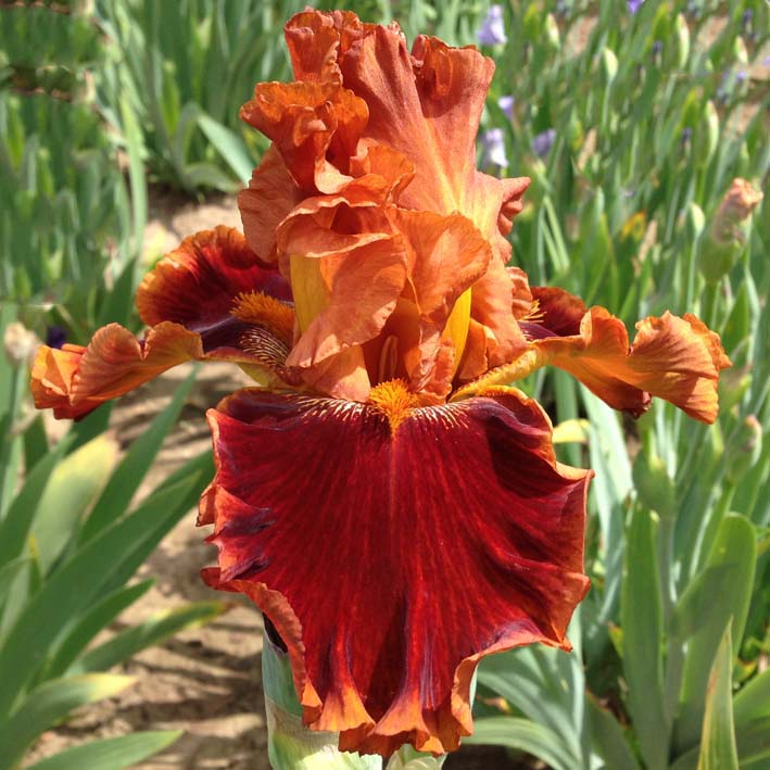 iris_tb
