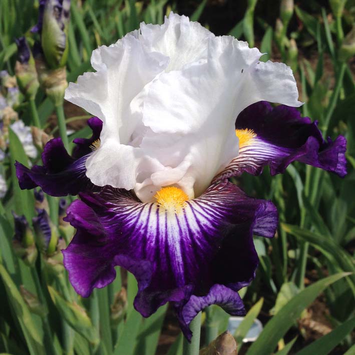 iris_tb