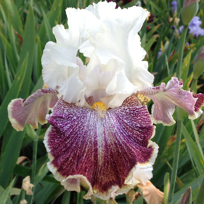 iris_tb