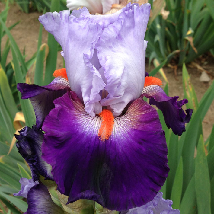 iris_tb